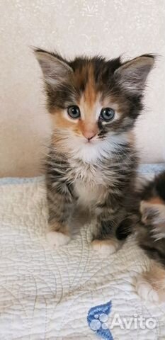 Трехцветка Мотя 1,5мес.лесная норвежская