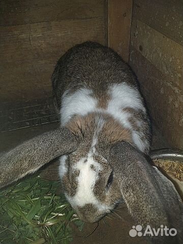 Кролик порода фландер