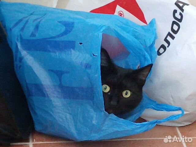 Отдам красивую молодую кошечку