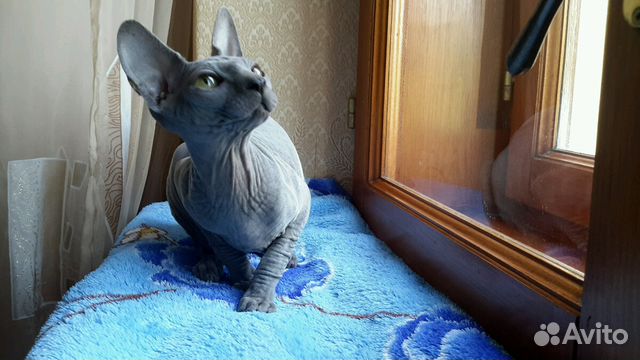 Кошка голубая,солид голубой