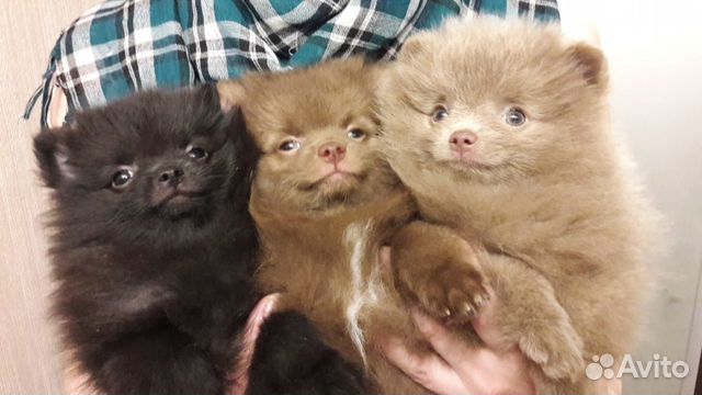 Щенки шпица