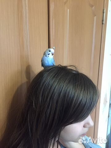 Птенцы волнистого попугая