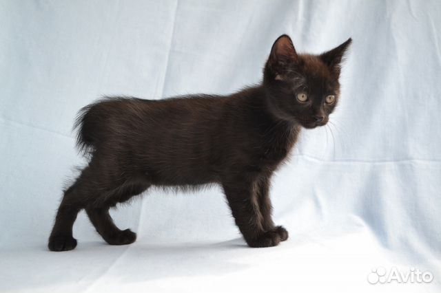 Короткошерстные котята курильского бобтейла