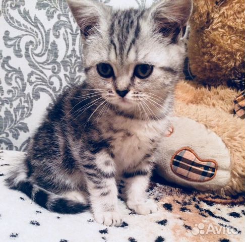 Британские котята