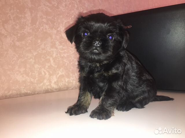 Мальчик Брюсселец