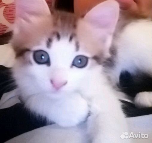 Отдам котёнка в надёжные добрые руки