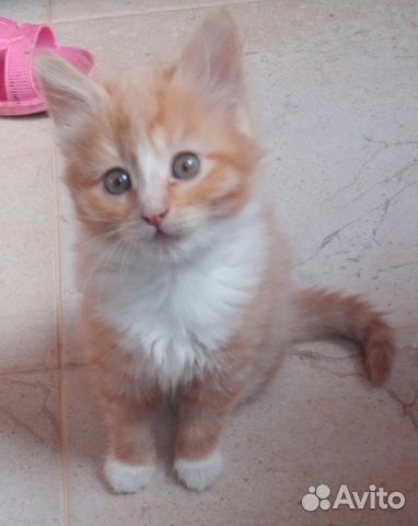 Рыжий котёнок девочка 2 мес