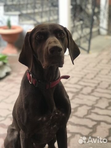 Кобель курцхаара вязка