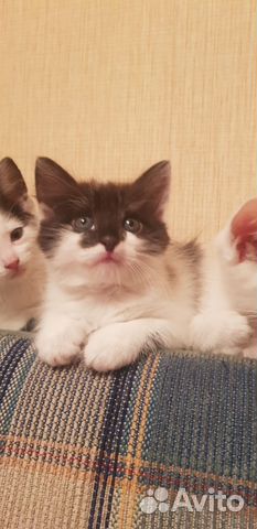 Дуняша 2 мес котёнок в добрые руки