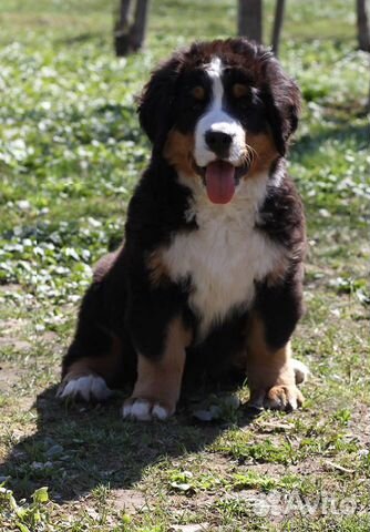 Няшечки берняшечки