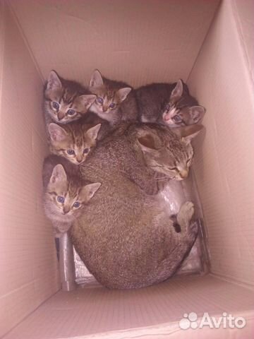 Котята маленькие