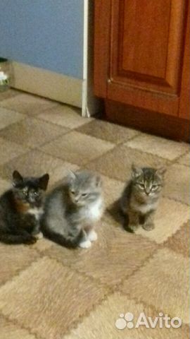 Домашние котята ищат свой дом