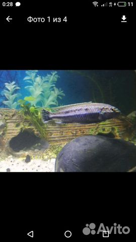 Цихлида Меланохромис ауратус