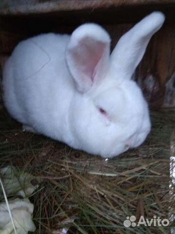 Новозеландские кролики