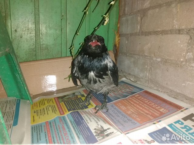 Отдаём ворону в хорошие руки