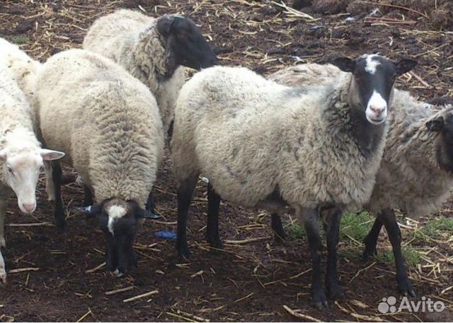 Годовалые овцы романовские (покрытые)