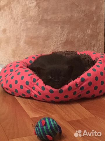 Отдам котят в хорошие руки