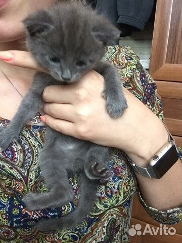 Котята от норвежской лесной кошки