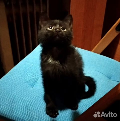 Чудо-кот с богатым функционалом