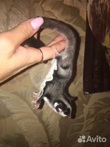 Сахарный поссум - австралийская белка летяга