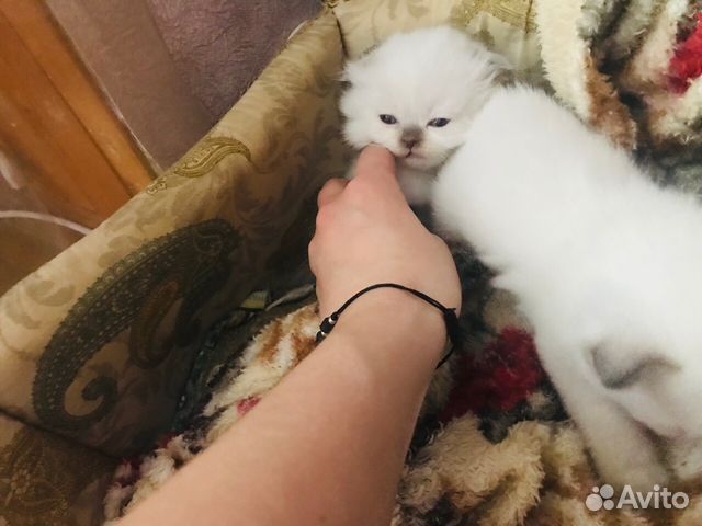 Предлагаю прекрасных малышей вислоушек