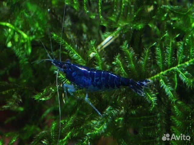 Креветка Blue Dream
