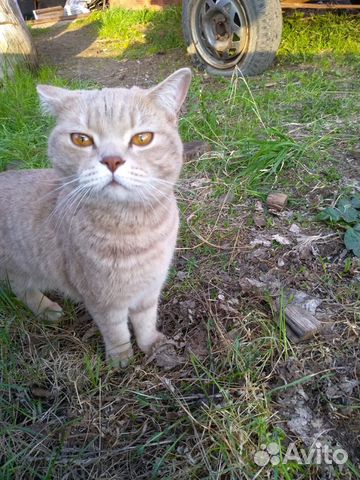 Котик британец в добрые руки
