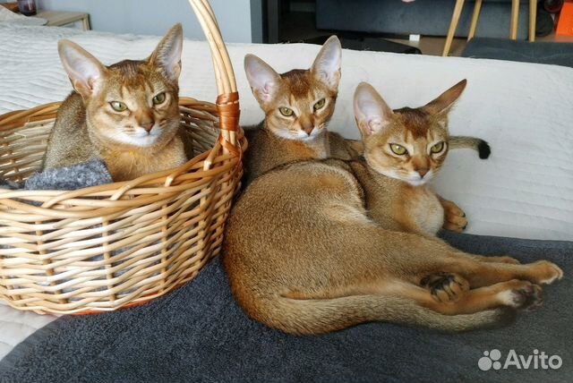 Котята - абиссиночки