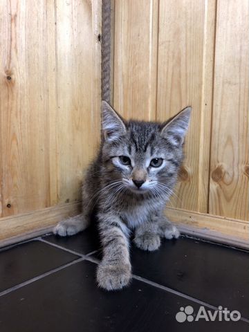 Отдам котёнка, Джек, 2 мес