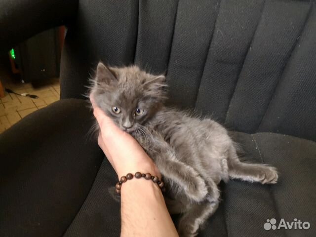 Отдадим котика