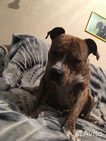 В добрые руки