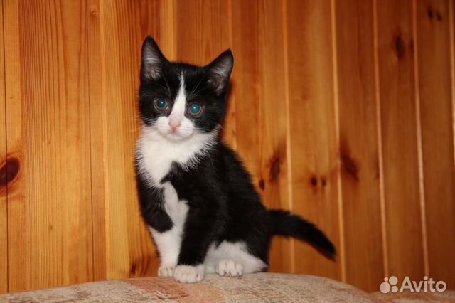 Классные котятки в лучшие ручки