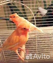 Канарейки отлично поющие, з/смеси, певчие птицы