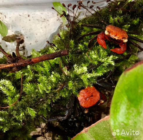 Краб Геосесарма Geosesarma Дьявол red Devi