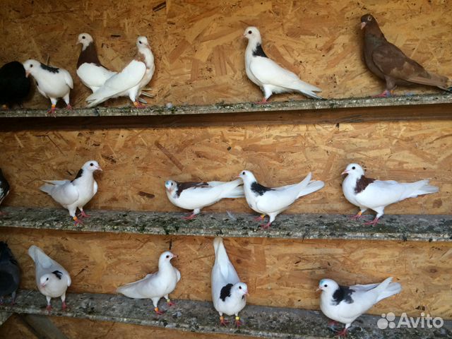 Голуби -Гривуны