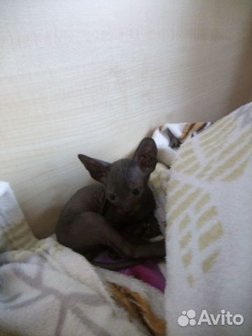 Донской сфинкс