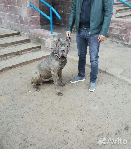 Собака Кане Корсо