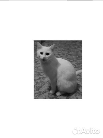 Белого молоденького котика отдам в хорошие руки