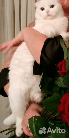 Британка вислоухая белая