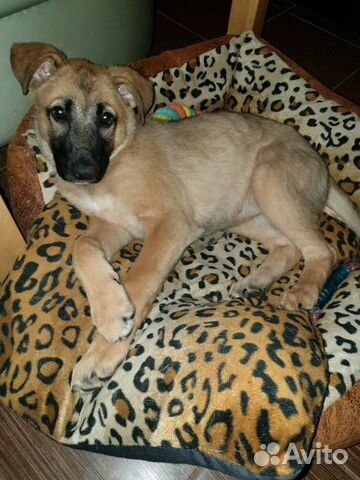 Ронда ищет дом