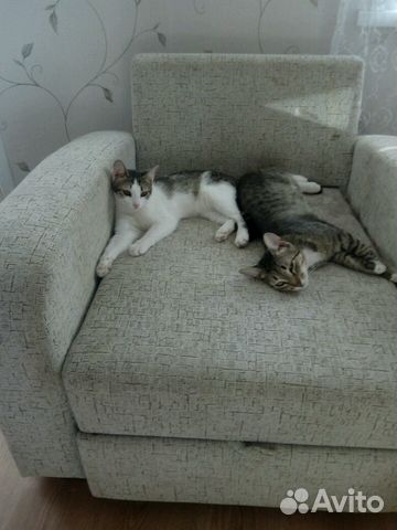 Братцы котики
