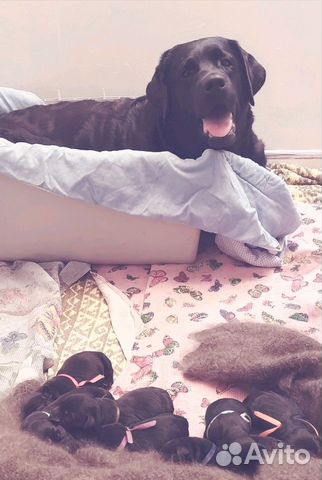 Питомник. Девочки (суки) лабрадора