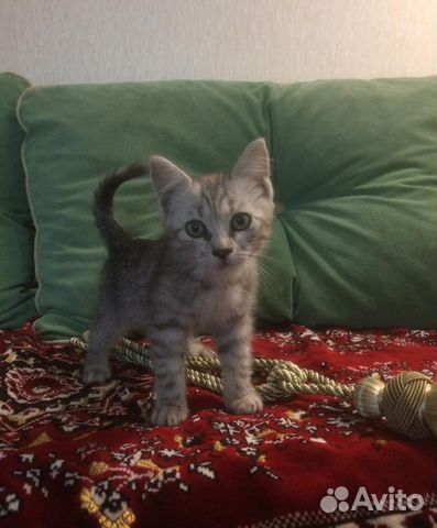 Котята от британки в добрые руки