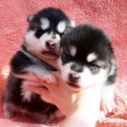 Помски - супер мини хаски