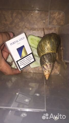 Улитка Ахатин (крупная)