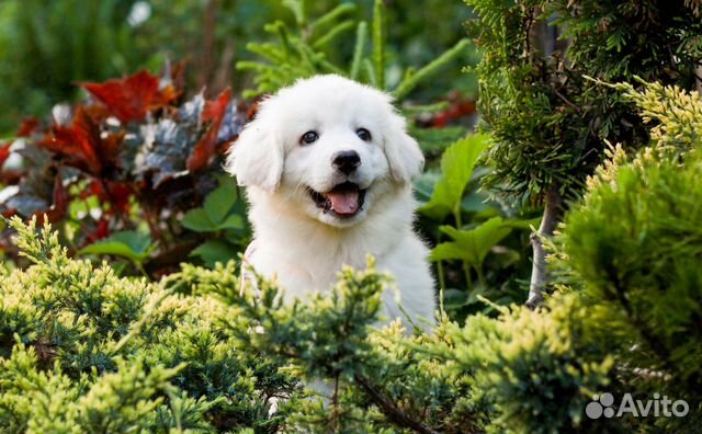 Щенки Словацкого Чувача