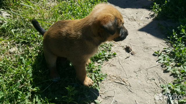 Щенки бельгийской овчарки