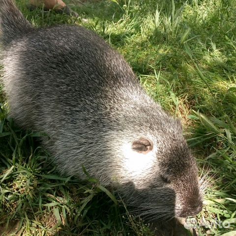 Нутрии серебро