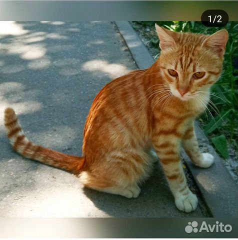 Ярко рыжий котенок
