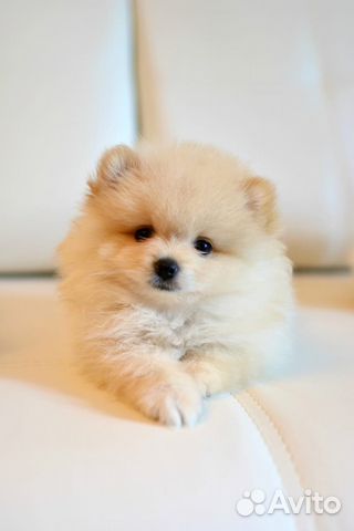 Продаются щенки мини шпицы и чихуахуа